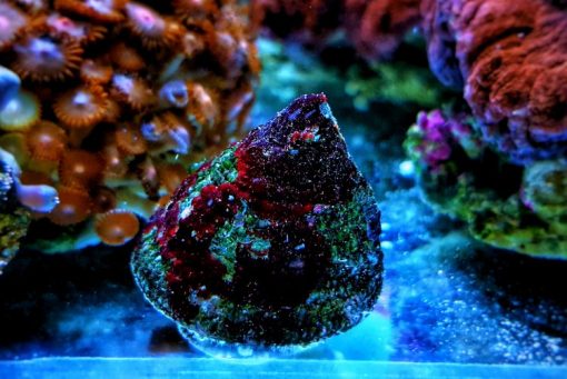 Trochus Snail For Sale (Trochus sp.). TOP Care facts. Reefs4Less.com