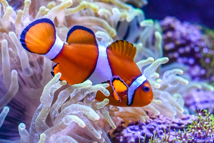 Is Clownfish Safe