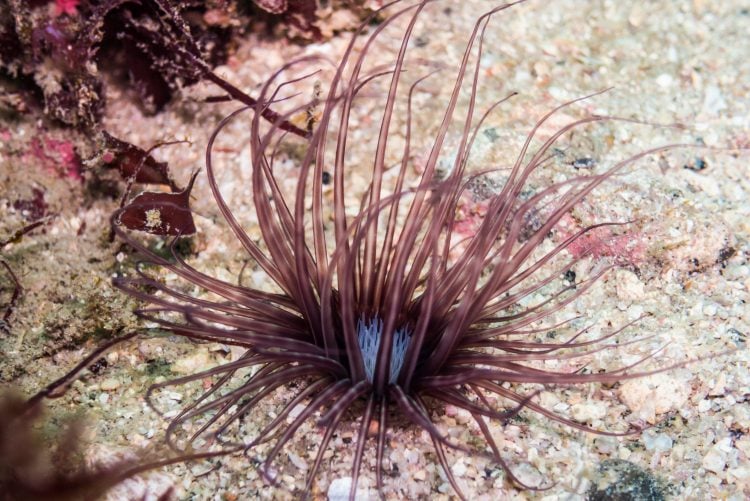 Tube Anemone For Sale (Cerianthus sp.). TOP Care facts. Reefs4Less.com