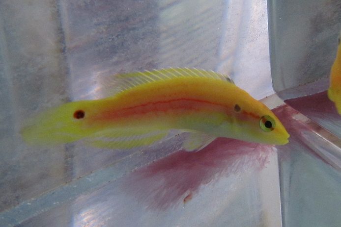 Twospot (Candy) Hogfish For Sale (Bodianus bimaculatus). TOP Care facts ...