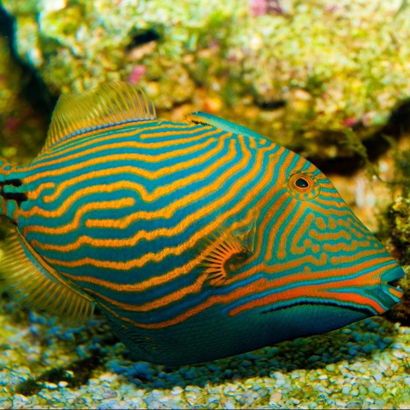 Undulate Trigger For Sale (Balistapus undulatus). TOP Care facts ...