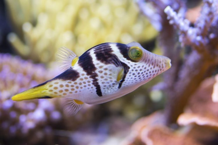 Valentini Puffer For Sale (Canthigaster valentini). TOP Care facts ...