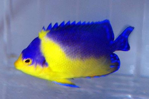Venustus Angel For Sale (Paracentropyge venustus). TOP Care facts ...