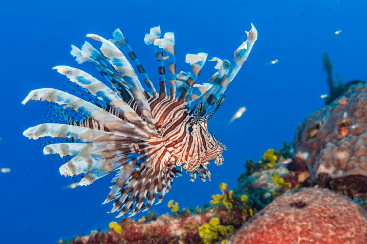 Lionfish – Reefs4Less.com