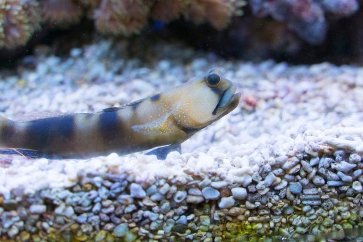 Watchman Goby For Sale (Cryptocentrus cinctus). TOP Care facts ...