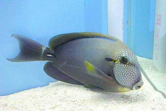 Maculiceps Tang For Sale (Acanthurus maculiceps). TOP Care facts ...