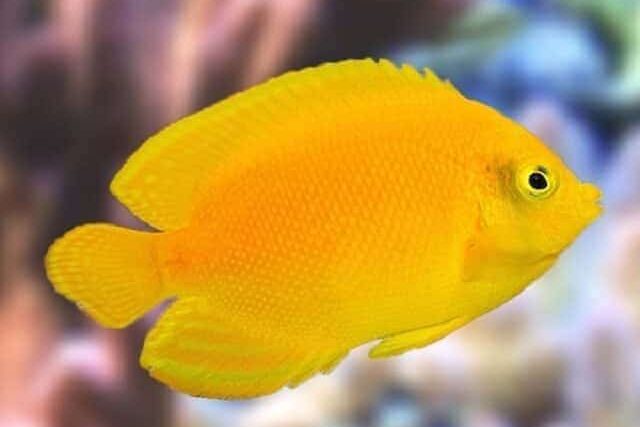 Yellow Angel For Sale (Centropyge heraldi). TOP Care facts. Reefs4Less.com