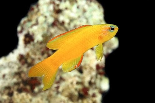 Yellow Assessor For Sale (Assessor flavissimus). TOP Care facts ...