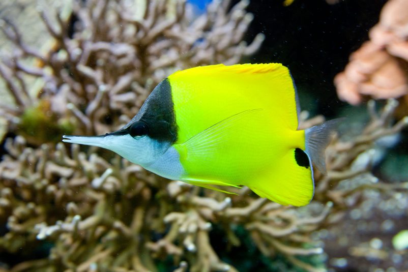 Yellow Longnose Butterfly For Sale (Forcipiger longirostris). TOP Care ...