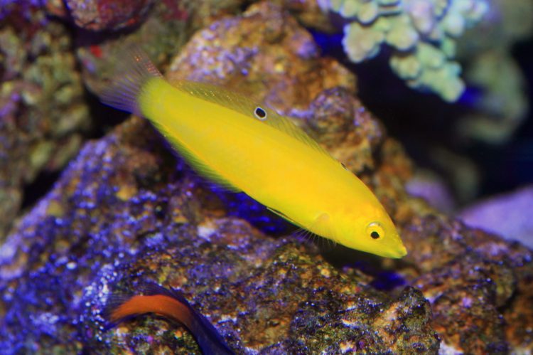 Yellow Coris Wrasse For Sale (Halichoeres chrysus). TOP Care facts ...