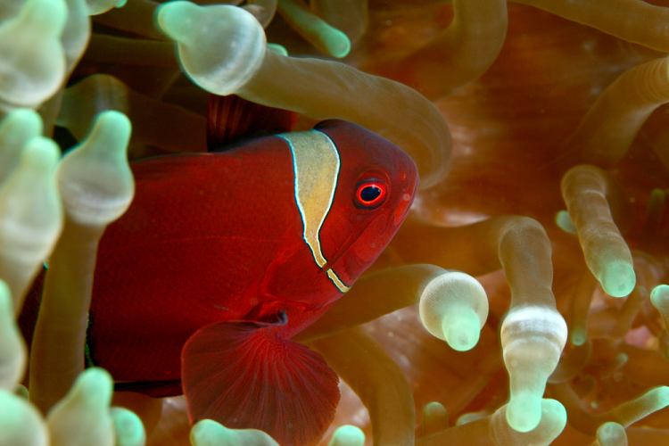 Maroon Clownfish Yellowstripe For Sale (Premnas biaculeatus). TOP Care ...