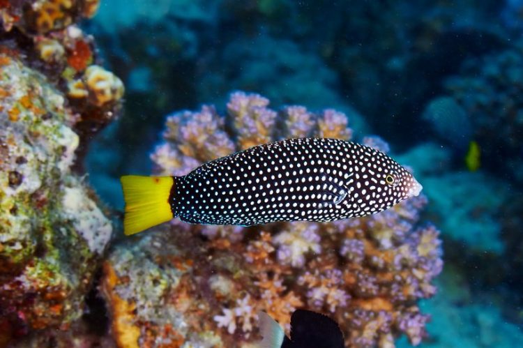 Yellowtail Tamarin Wrasse For Sale (Anampses meleagrides). TOP Care ...