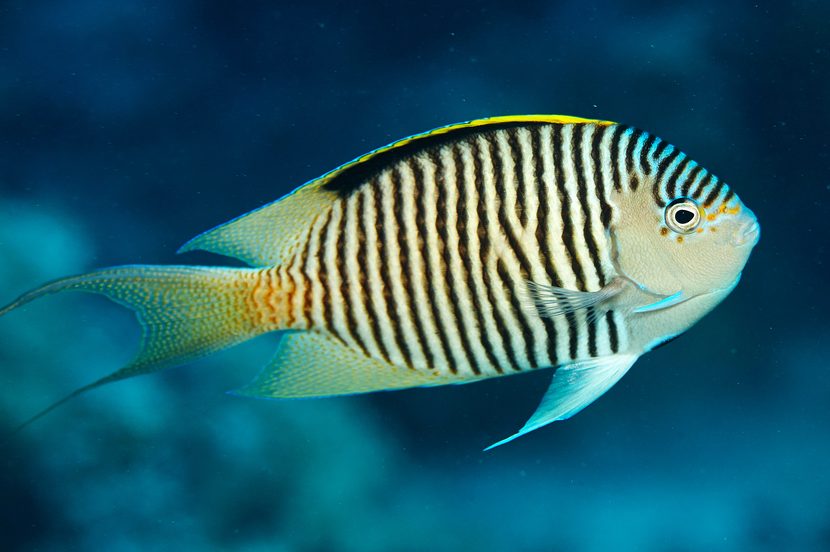 Zebra Angel For Sale (Genicanthus caudovittatus). TOP Care facts ...