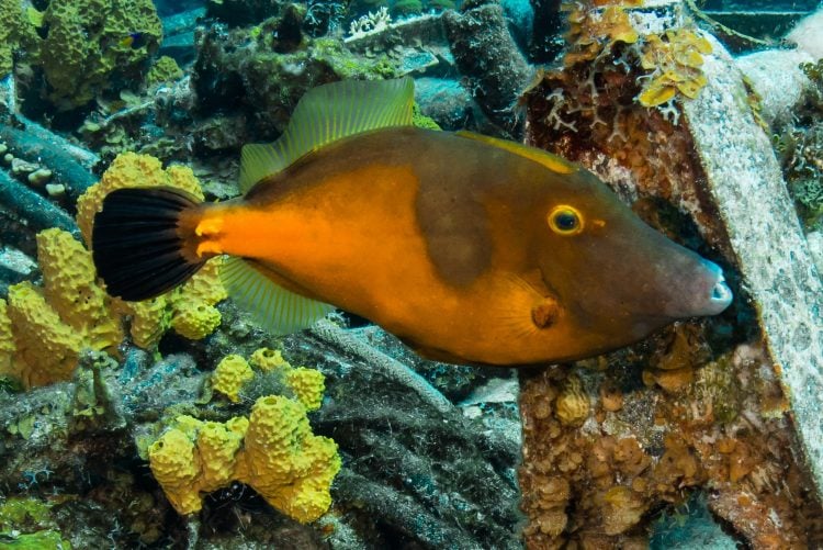 Filefish - Reefs4Less.com