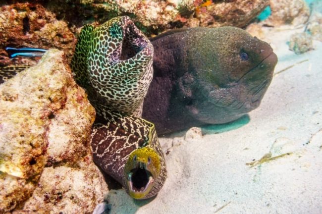 Eels - Reefs4Less.com