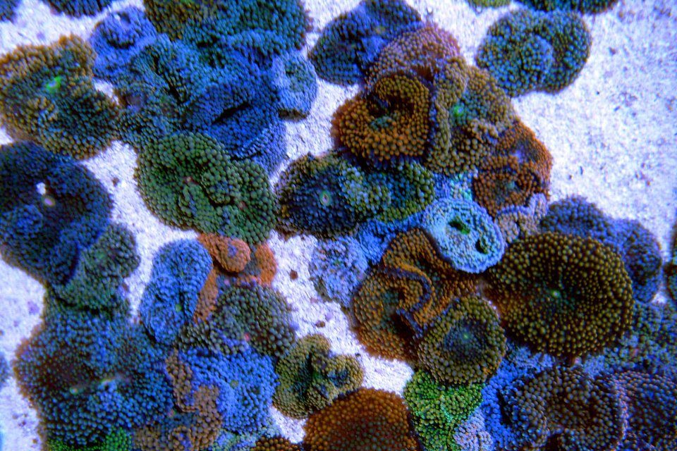 Ricordea Mushroom Florida For Sale (Ricordea florida). TOP Care facts ...