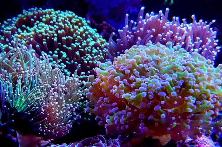 LPS Corals - Reefs4Less.com