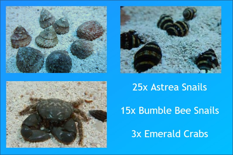 Reefs4Less.com Wholesale Direct Saltwater Fish, Coral, Invertebrates.