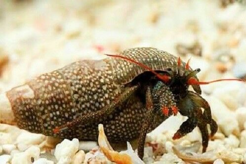 Red Leg Reef Hermit Crab For Sale (Clibanarius diguetti). TOP Care ...
