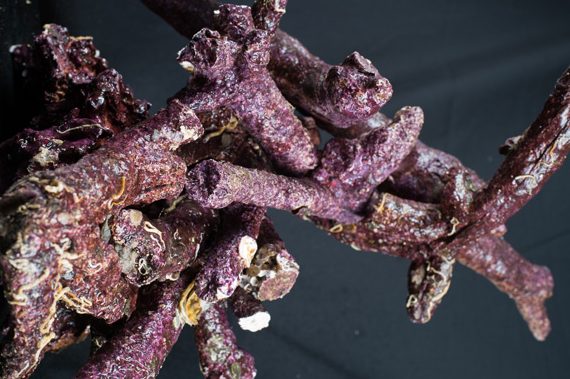 Real Reef Branch Rock For Sale (). TOP Care facts. Reefs4Less.com