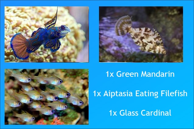 Fish Collection Of The Week For Sale (). TOP Care facts. Reefs4Less.com