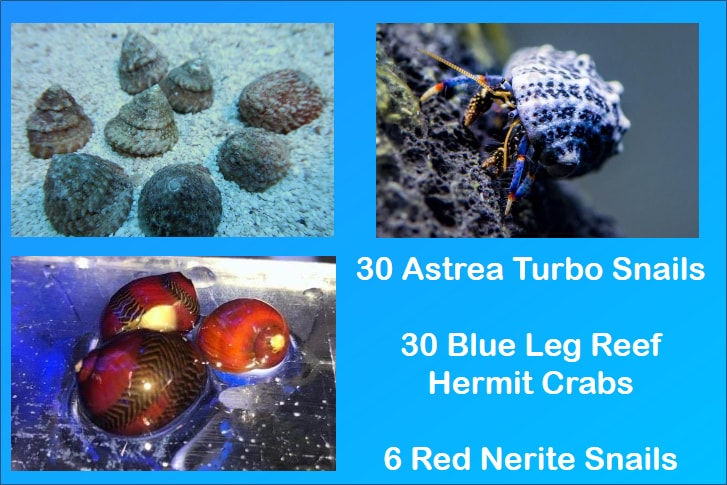 Reefs4Less.com Wholesale Direct Saltwater Fish, Coral, Invertebrates.