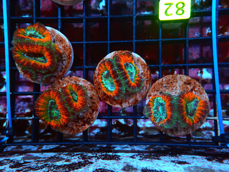 ACAN LORD EACH ULTRA For Sale (). TOP Care facts. Reefs4Less.com