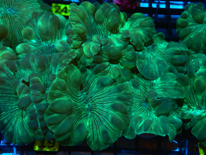 FOX CORAL EACH METALLIC For Sale (). TOP Care facts. Reefs4Less.com
