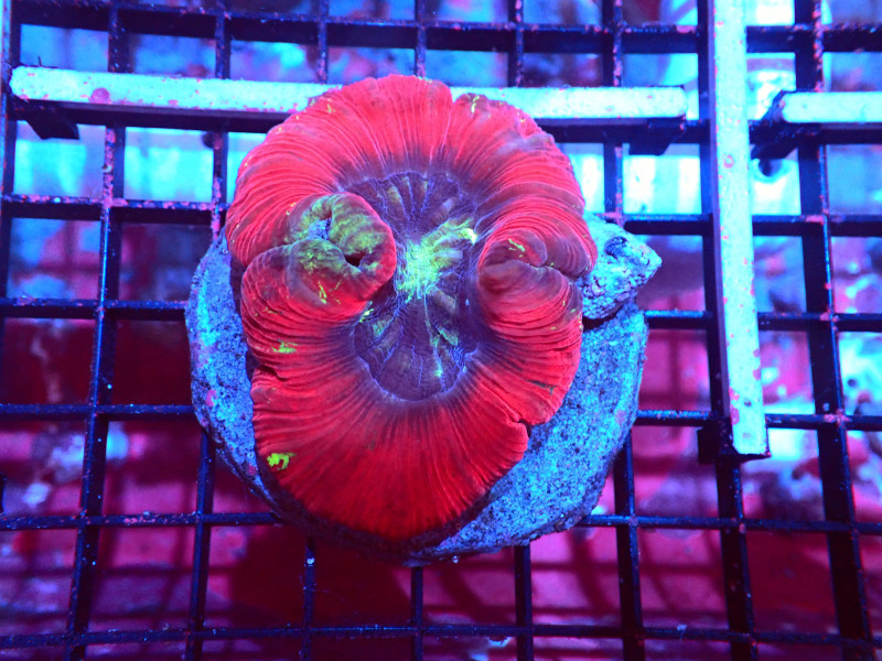 H147 - Reefs4Less.com
