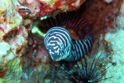 Eels – Reefs4Less.com