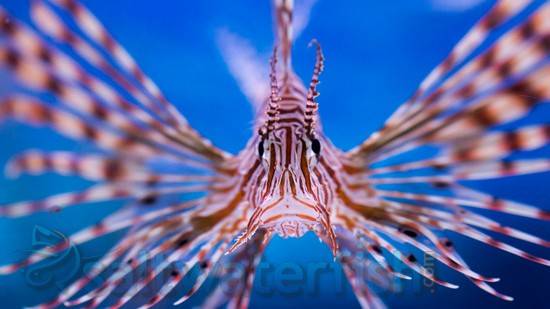 Volitan Lionfish: Colored, Size 9-11 inches For Sale (Pterois volitans ...