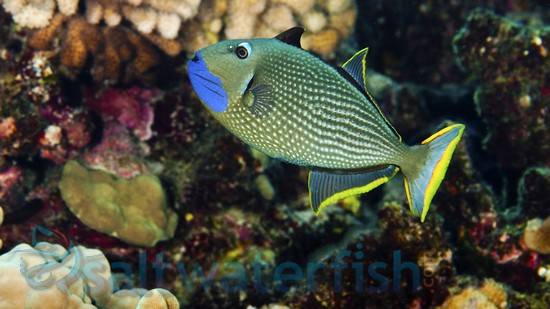 Blue Throat Trigger: Male, Size 2.25 - 3.25 inches For Sale ...