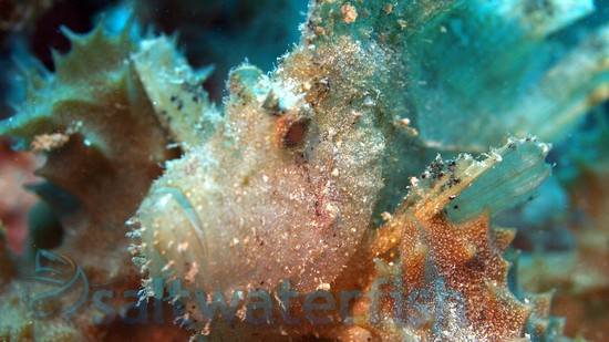 Yellow Leaf Fish, Size 3 - 4 inches - Reefs4Less.com