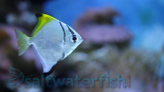 Mono Fish, Size 3 - 4 inches For Sale (Monodactylus argenteus). TOP ...