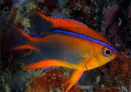 Cross's Damsel, Size