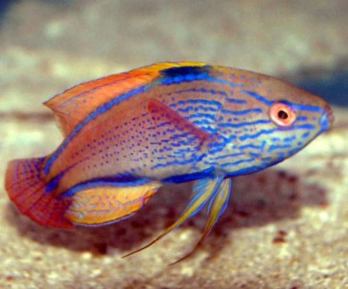 Lineatus Wrasse - Australia, Size