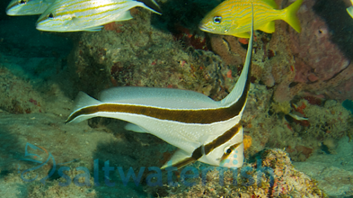 Jackknife Fish, Size 3 - 4 inches For Sale (Equetus lanceolatus). TOP ...
