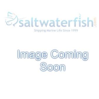 Marbled Cat Shark, Size 4 - 7 inches For Sale (Chiloscyllium plagiosum ...