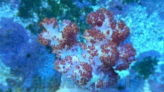 Carnation / Cauliflower Coral: Colored, Size 3.5 - 4.75 inches For Sale ...