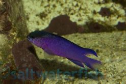 Basslets – Reefs4Less.com