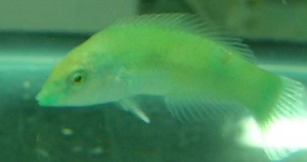 Green Coris Wrasse, Size 4 inches > For Sale (Halichoeres chloropterus ...
