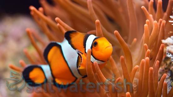 True Percula Clownfish - Captive Bred, Size 1 - 2 inches For Sale ...