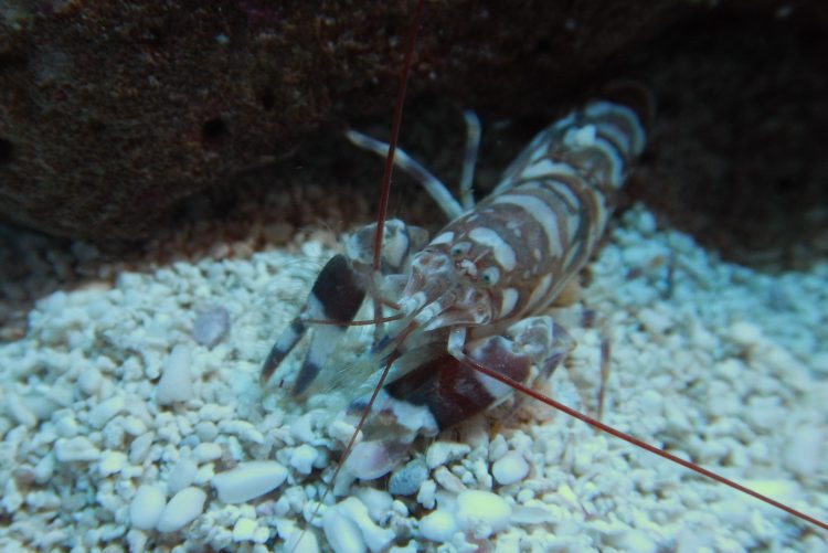 Tiger Pistol Shrimp For Sale (Alpheus bellulus). TOP Care facts ...