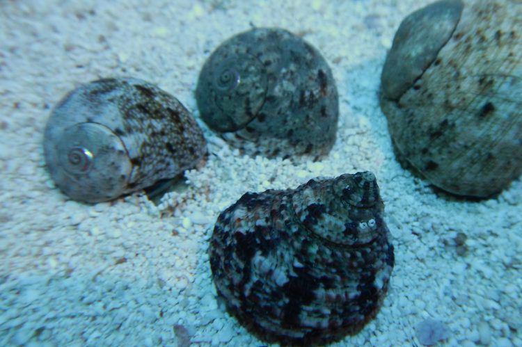 Tropical Turbo Snail For Sale (Turbo sp.). TOP Care facts. Reefs4Less.com