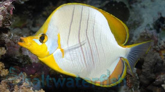 Yellowhead Butterfly For Sale – Up to 50% Off | Reefs4Less