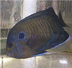 Bluefin Pygmy Angelfish, Size 2 - 3 inches For Sale (Centropyge ...