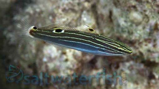 Hector's Goby, Size 1.25 - 2.25 inches For Sale (Koumansetta hectori ...