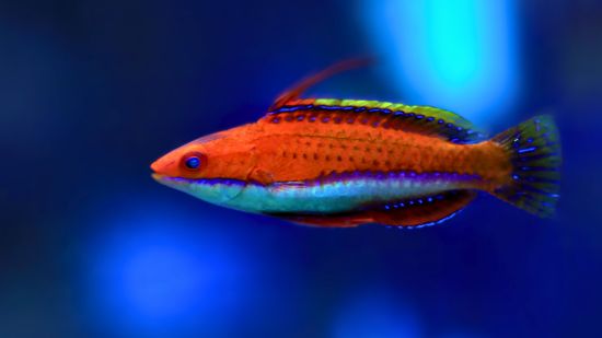 Ruby Longfin Fairy Wrasse - South Asia, Size 2 - 3 inches For Sale ...