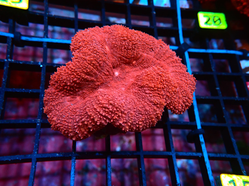 SYMPHYLLIA INDO ULTRA RED - Reefs4Less.com