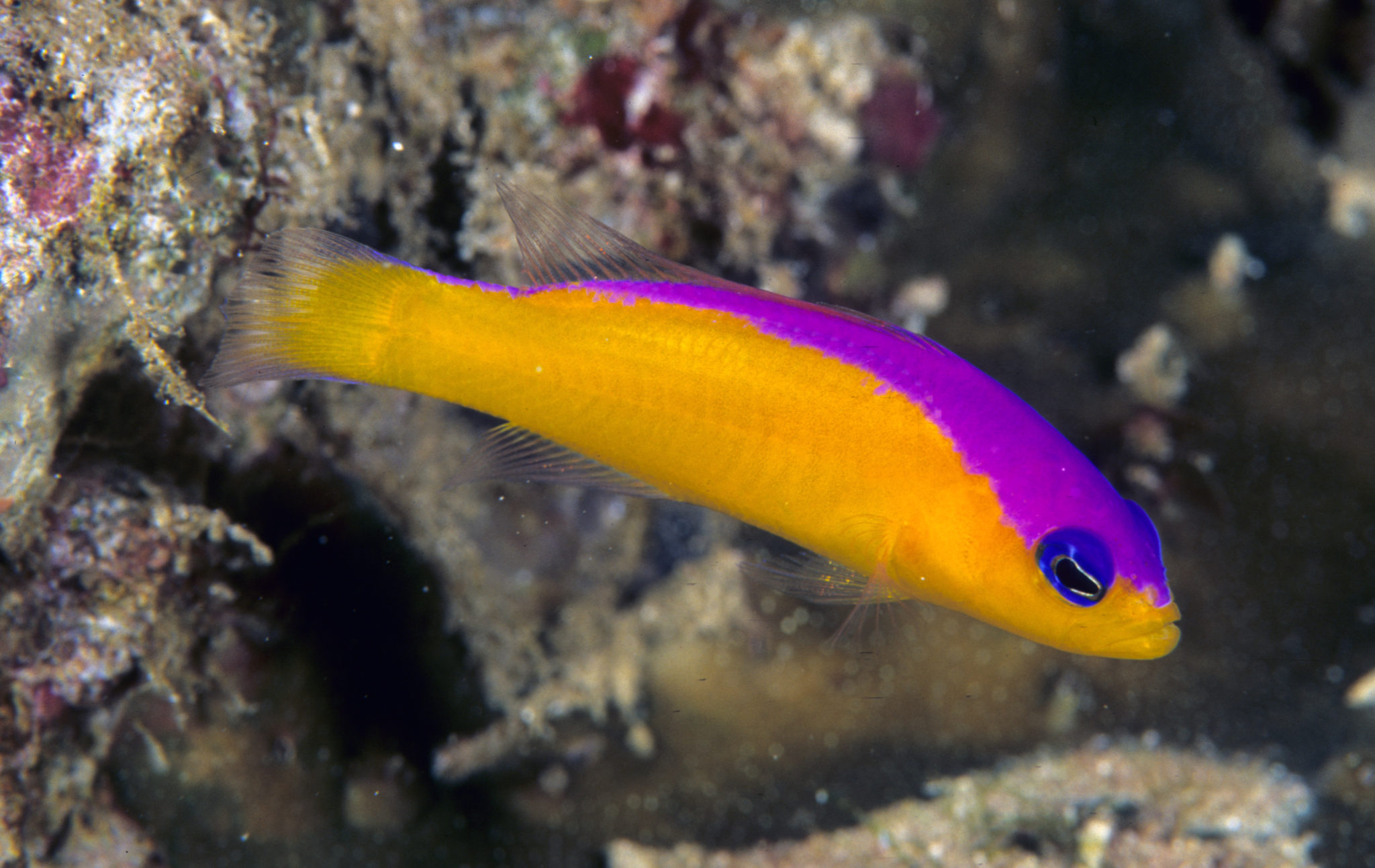 Bicolor Dottyback, Size 1.25 - 2.25 inches - Reefs4Less.com